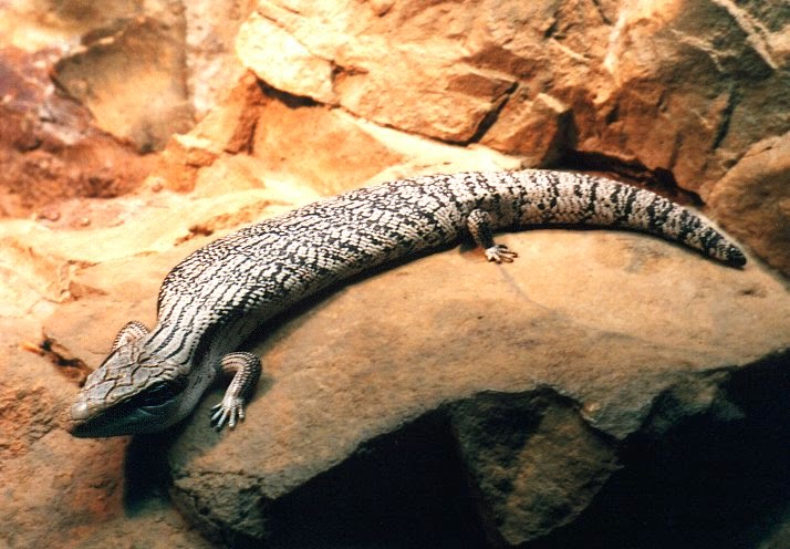 Tiliqua Scincoides Animals | Facts & Interesting Pictures | All ...