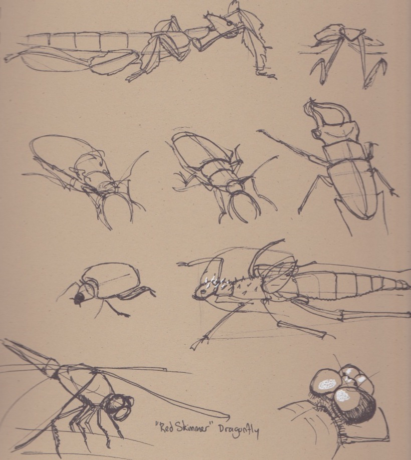Gina Draws . . .: Dynamic Sketching Week 4 - Insects