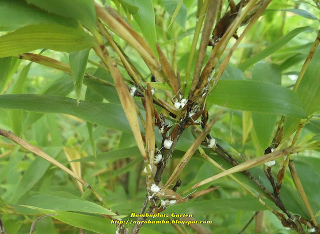 Agrobambu/Bambuplatz Garten: INSETOS DO BAMBU - BAMBOO INSECTS