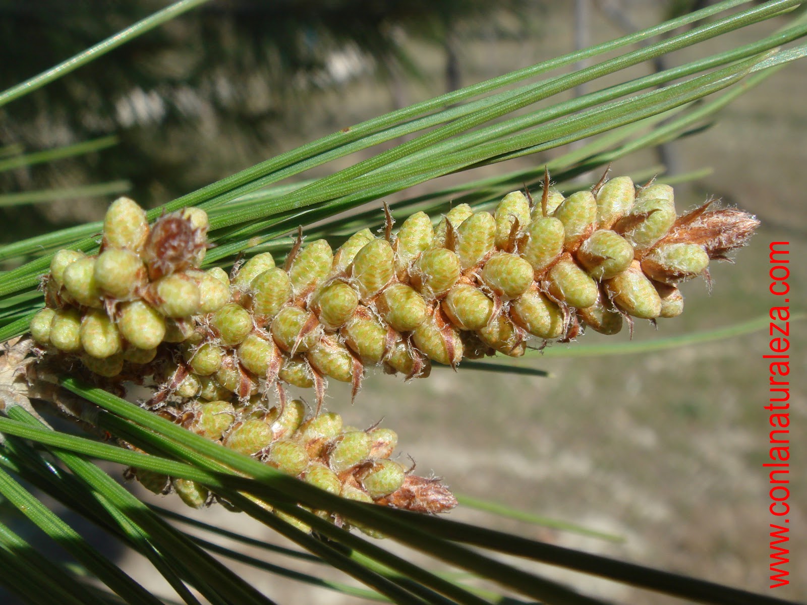 Flora urbana de Getafe: Pino carrasco