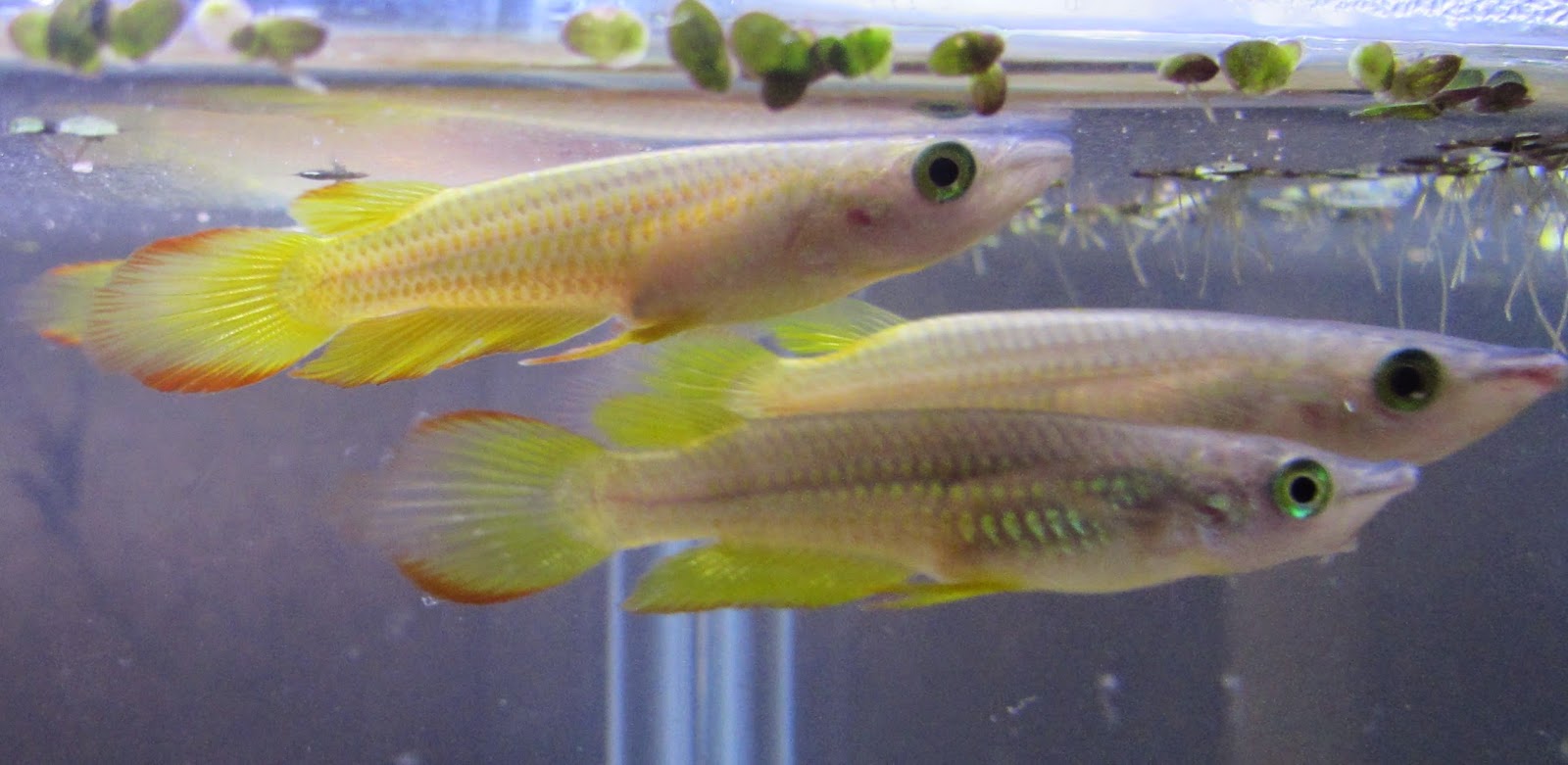 Aplocheilus Lineatus Gold
