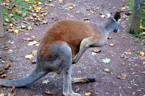 Neo-Homeschooling: 1st Field Trip: Lehigh Valley Zoo (Smart Fun!)