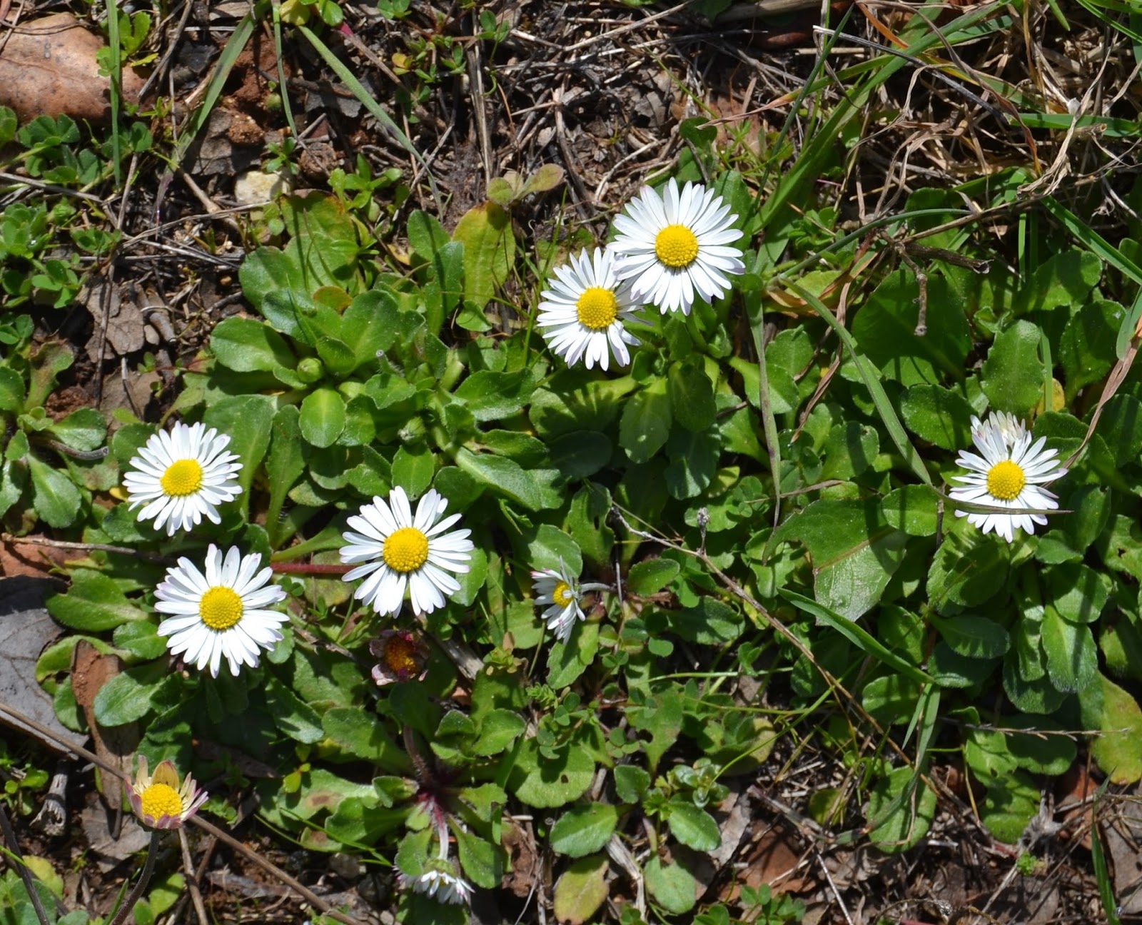 Plantas: Beleza e Diversidade: Bonina (Bellis perennis)