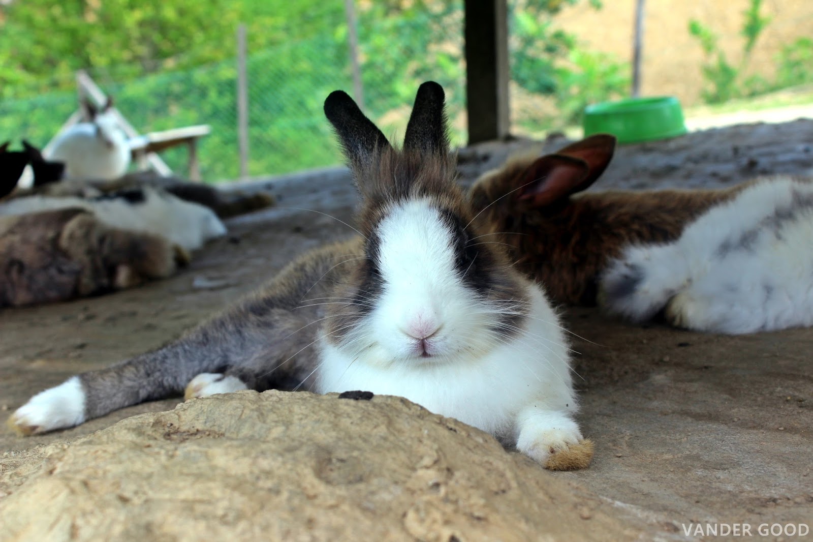 Melawat arnab-arnab yang comel di Arnab Village, Ranau, Sabah | VANDER GOOD