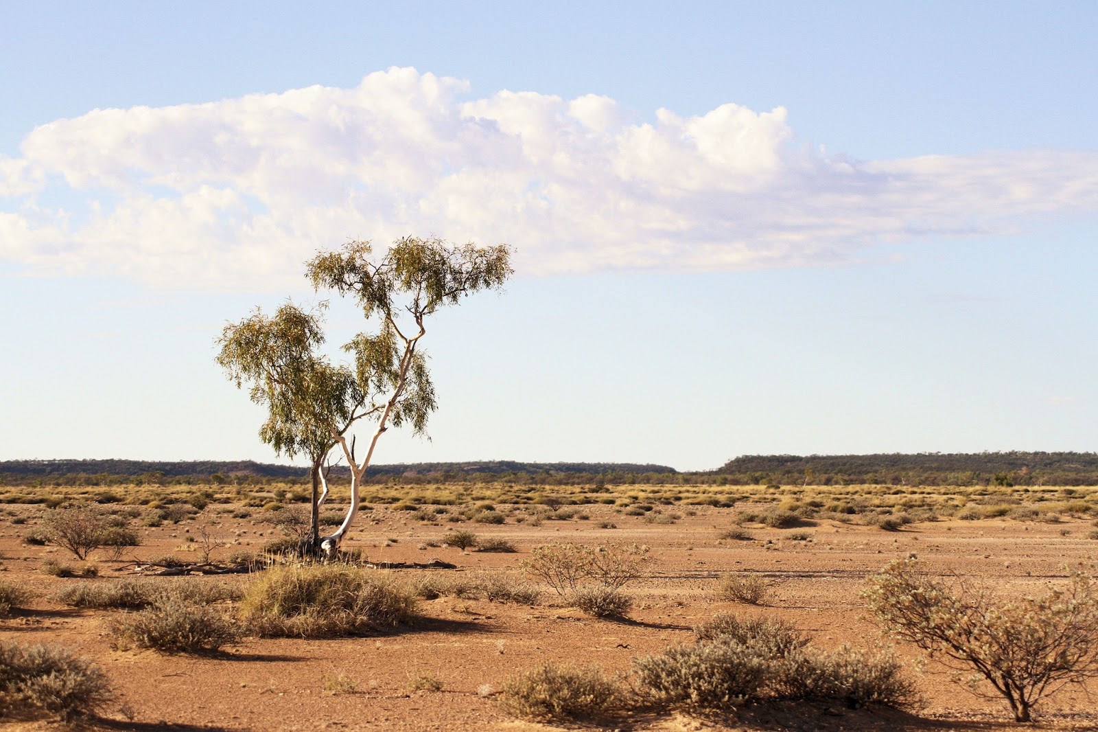 A Bird in the Bush: Winton, Qld
