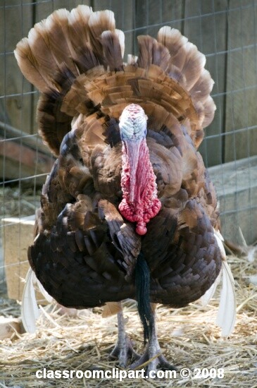 BISAYAPHILIPPINES: flash cards -animals 3