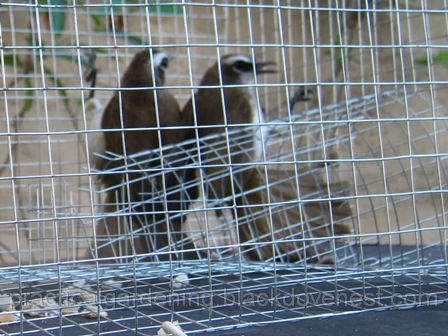 Practical Gardening: Homemade Bird Trap - Build Plans & Specs DIY