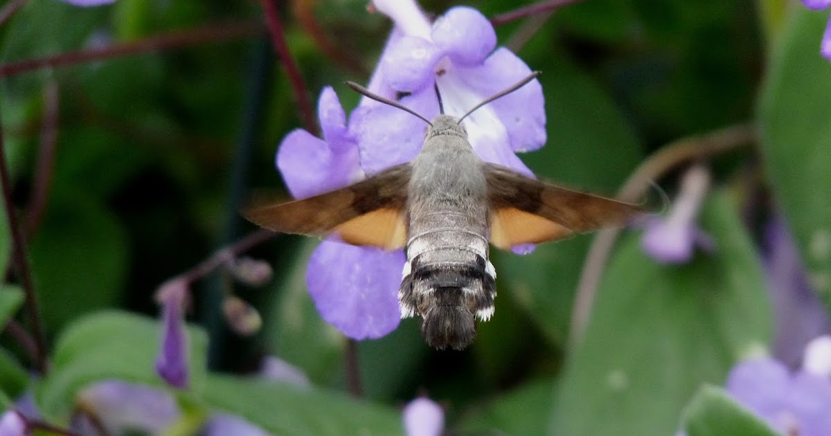 Voillans, village du Doubs, site officiel: Papillon Colibri