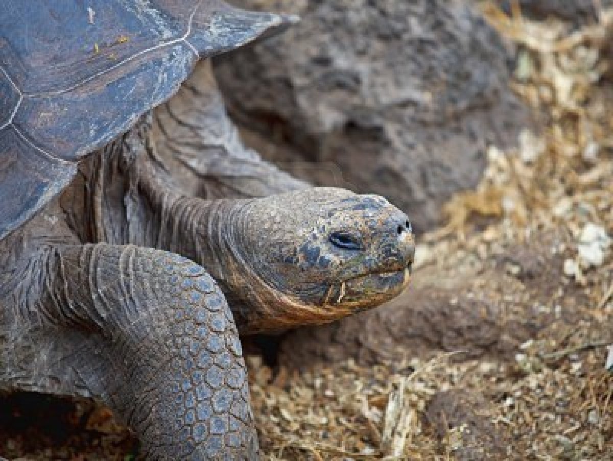 Animal Unique: Galapagos Tortoise