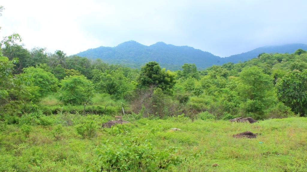 Tamilnadu Tourism: Ulakkai Aruvi Falls, Azhagiapandipuram, Kanyakumari