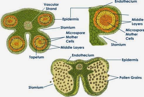 Biologi : Struktur Anatomi Bunga