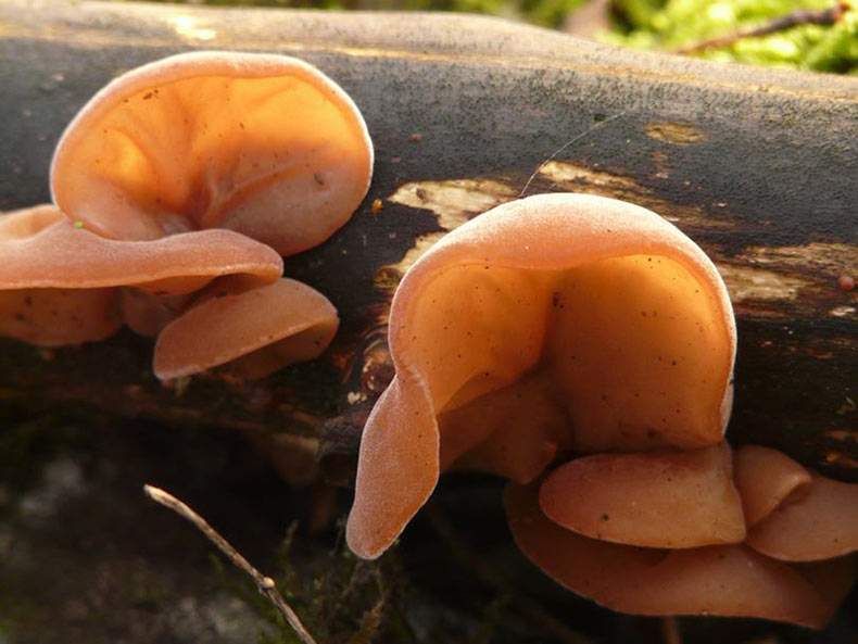 La Oreja de Judas, los Hongos Auriculariales - RUTA 33