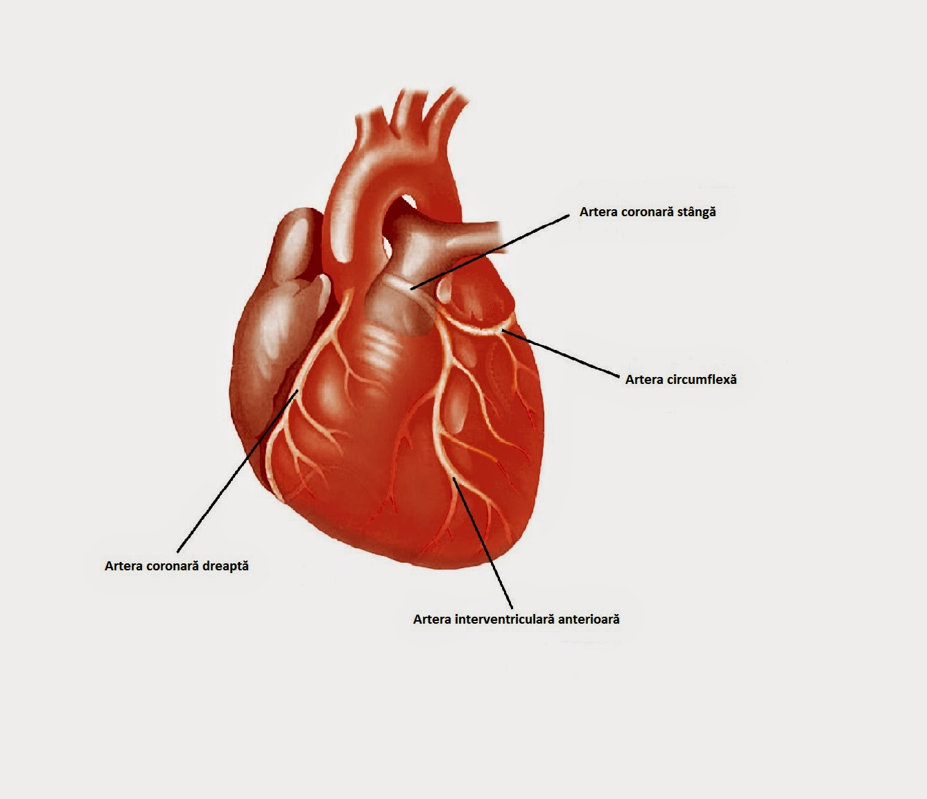 Cardiologie: STRUCTURA ȘI FUNCȚIA APARATULUI CARDIOVASCULAR