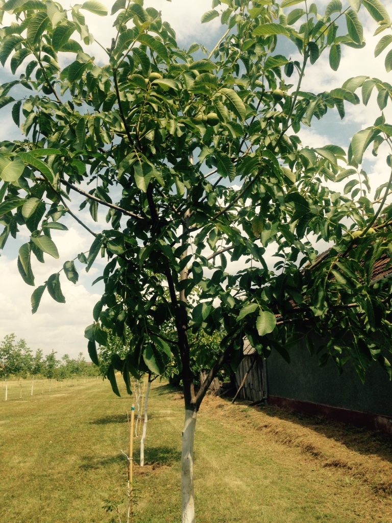 LIVADA DE NUCI POPOVICIU: Livada de nuci altoiti Milotai - anul 8