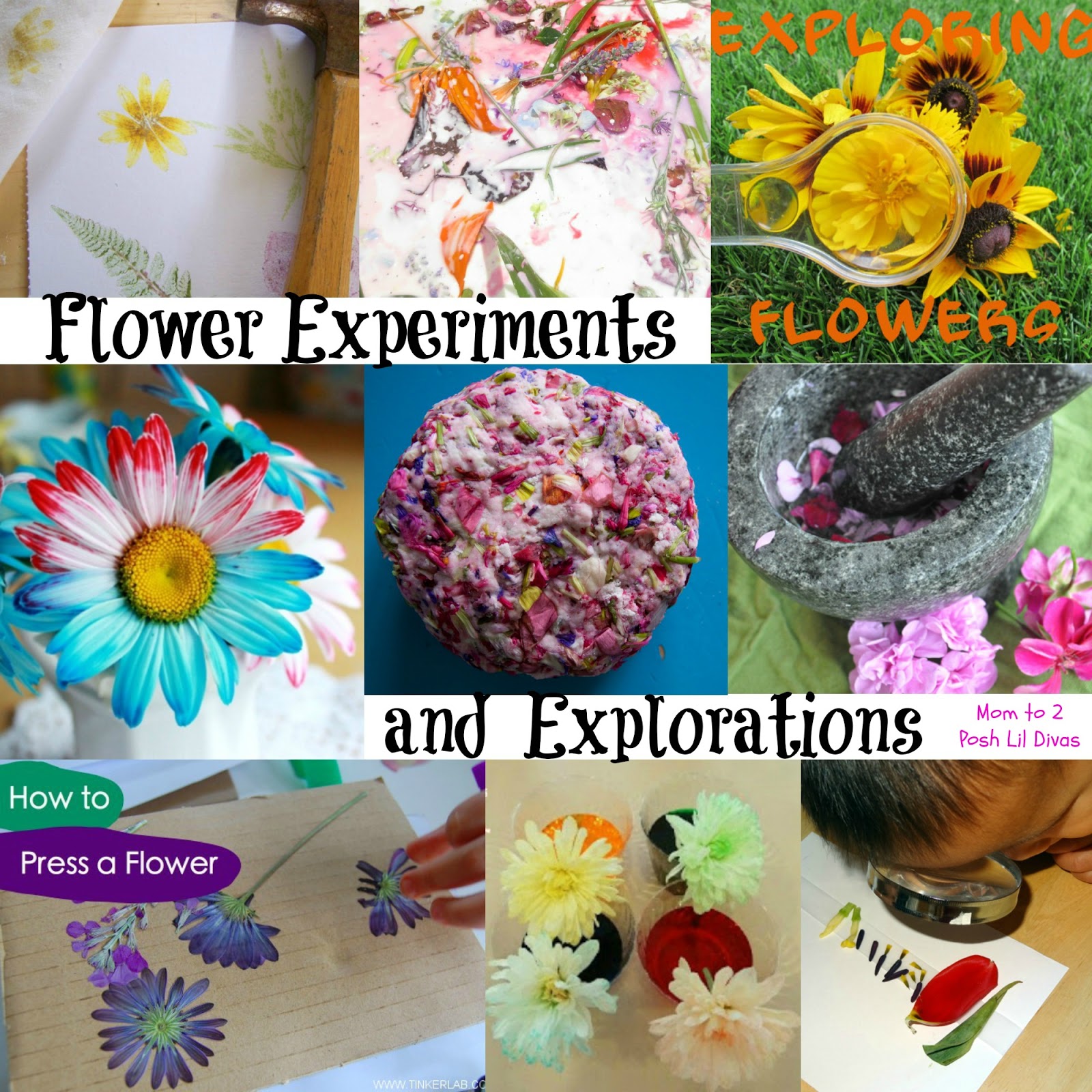 Mom to 2 Posh Lil Divas: 10 Flower Experiments and Explorations for Kids