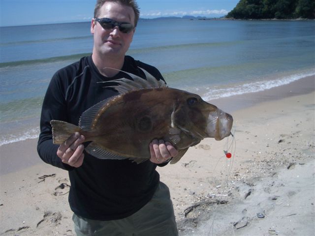 Herbs Infused Dory Fish With Hummus ~ TRISTUPE.COM