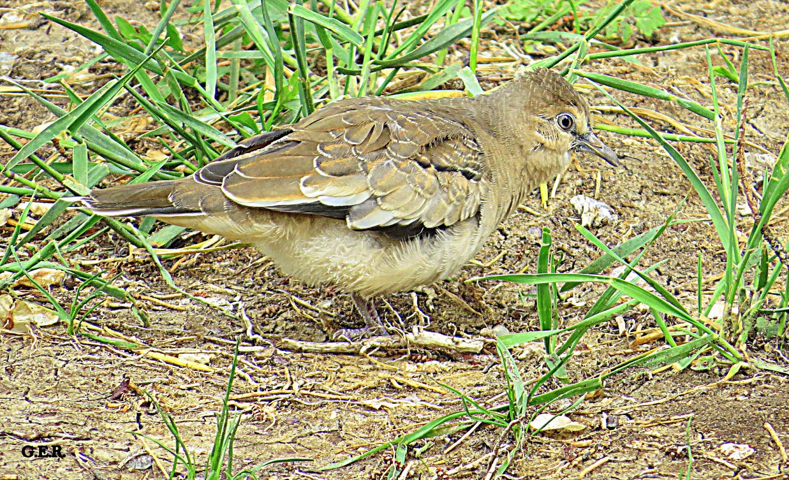 Aves del Golfo San Jorge: Torcacita común (Columbina picui)