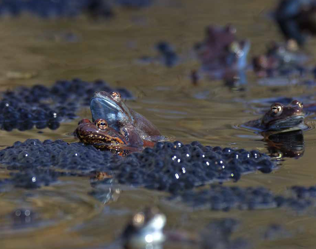 Zivali skozi leto: 2017