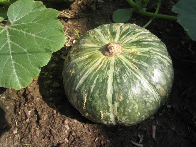 The Way to My Family's Heart: Kabocha Squash {or Pumpkin} Bars with a ...