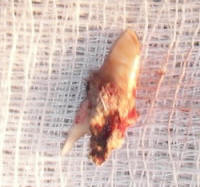 Persian Cats: Tooth Decay, Toothache in Cats and Dental Problems in Cats