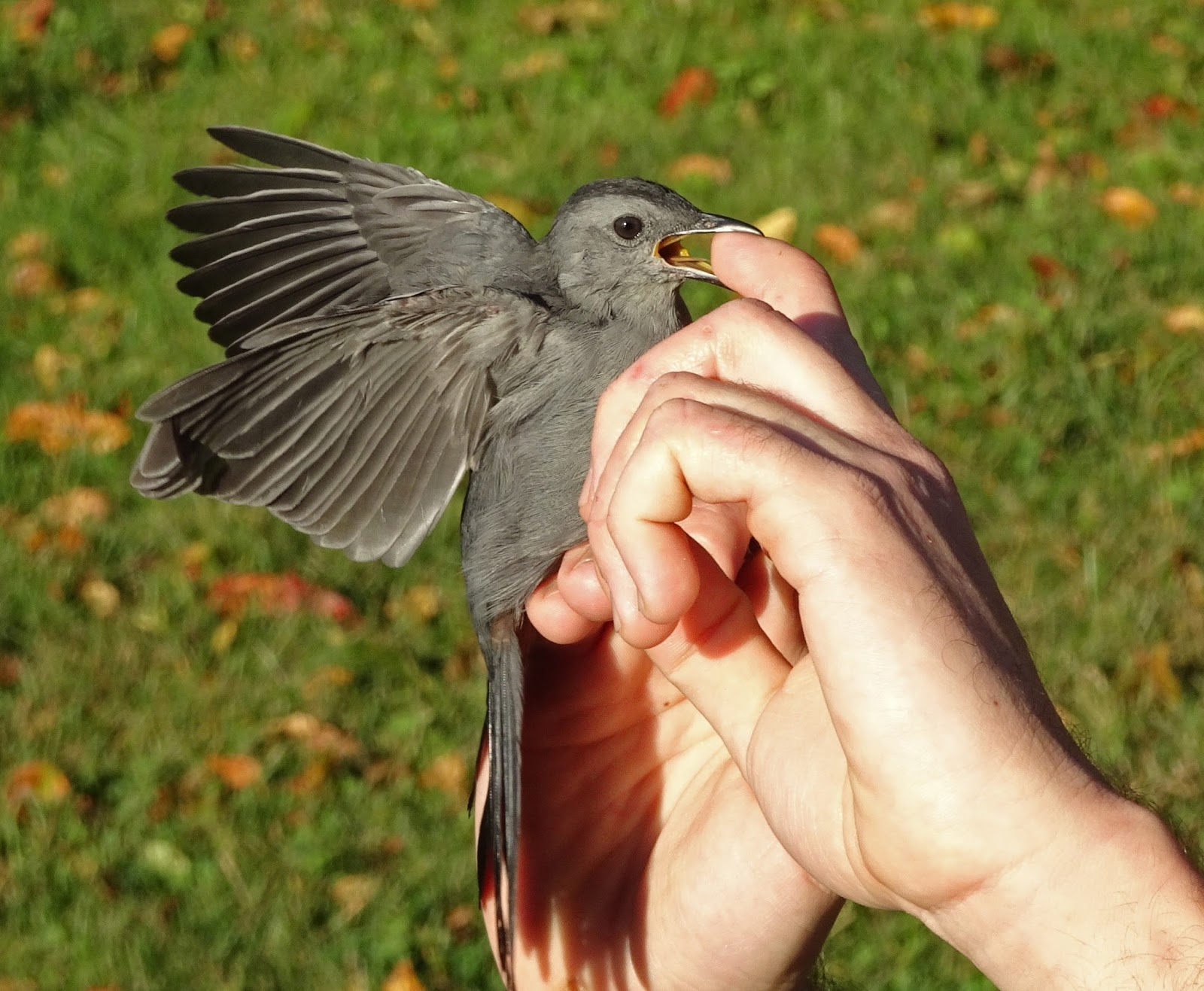 Joe's Retirement Blog: Manomet, Inc., Manomet Bird Observatory, Manomet ...