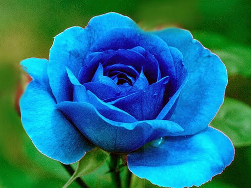 Wallpapers the most beautiful blue roses | Gallery Wallpaper HD