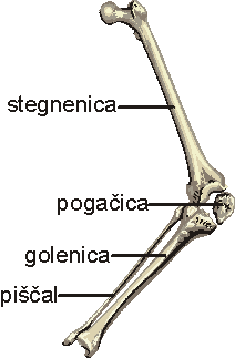 Kosti: november 2015