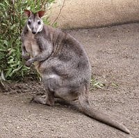 Hewan Khas Indonesia: Kanguru di Papua