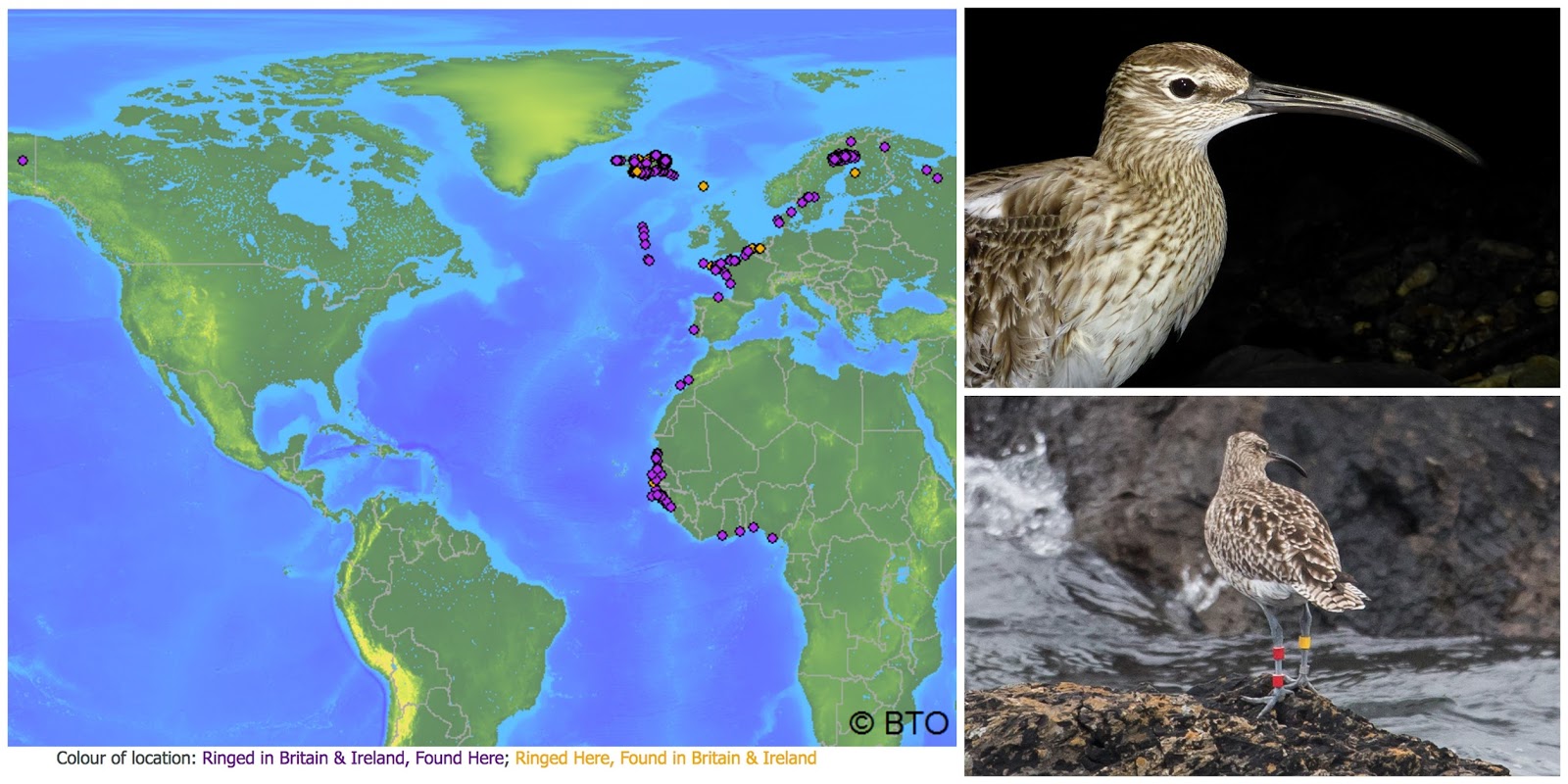 BTO Bird Migration Blog: April 2017