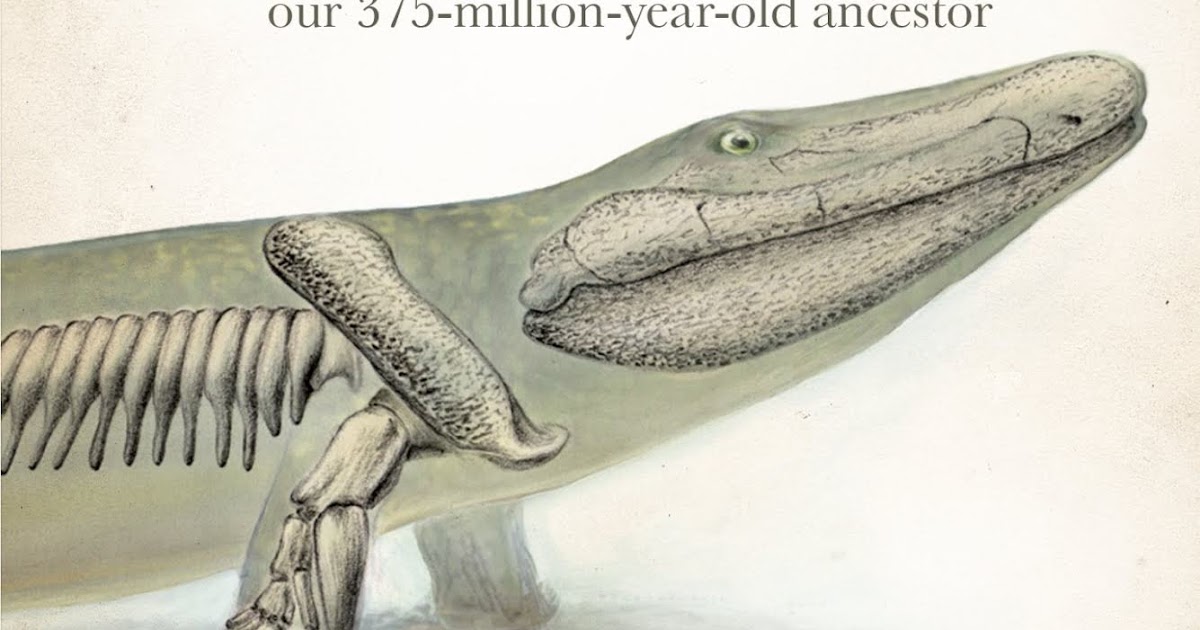 #3 - Tóm Tắt Nội Dung Sách Tất Cả Chúng Ta Đều Là Cá - Your Inner Fish ...