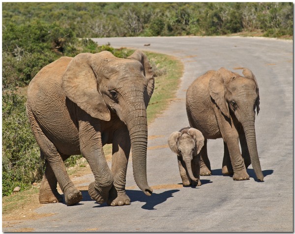 Beautiful World : Parental Care in the Animal Kingdom (20 photos)