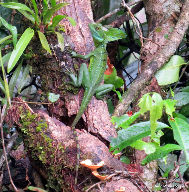 Green Basilisk - Travels With Birds