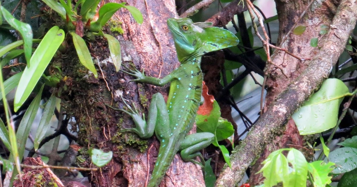 Green Basilisk - Travels With Birds
