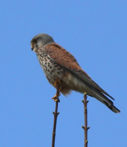 The RSPB Liverpool Local Group: The Leasowe light brigade go Wirral birding