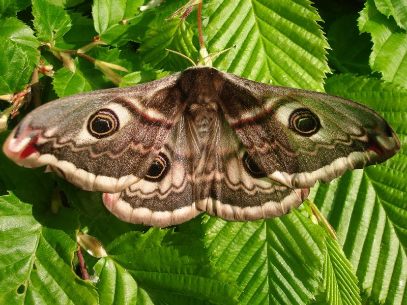 MERSEA WILDLIFE: EASTER EMPRESS