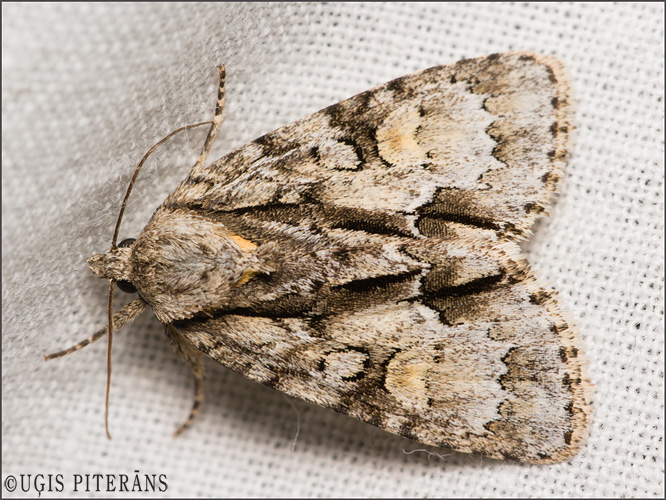 Uģa Piterāna dabas foto blogs: Naktstauriņu gaismošana 2013 v0.3 un v0.4