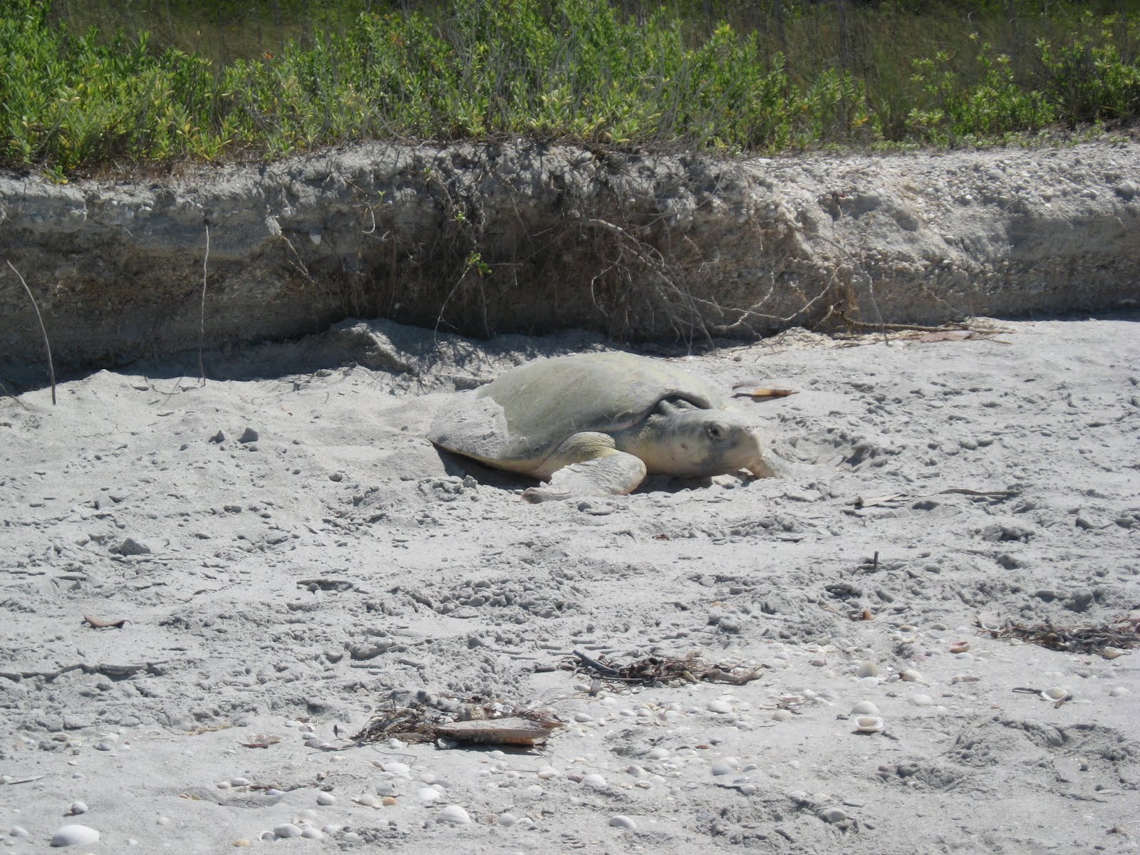 SCCF Sea Turtle Program: Species Spotlight: the Kemp's Ridley Turtle