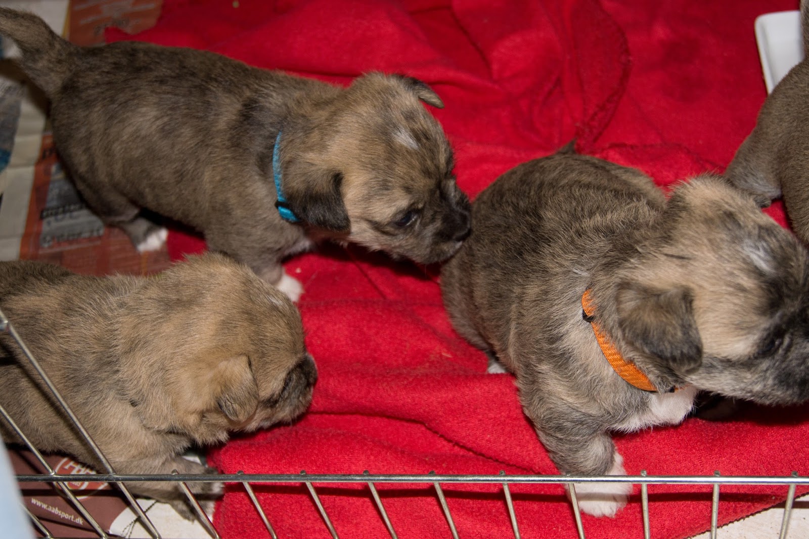 Mormors have og fritidssysler.: Hundehvalpe.