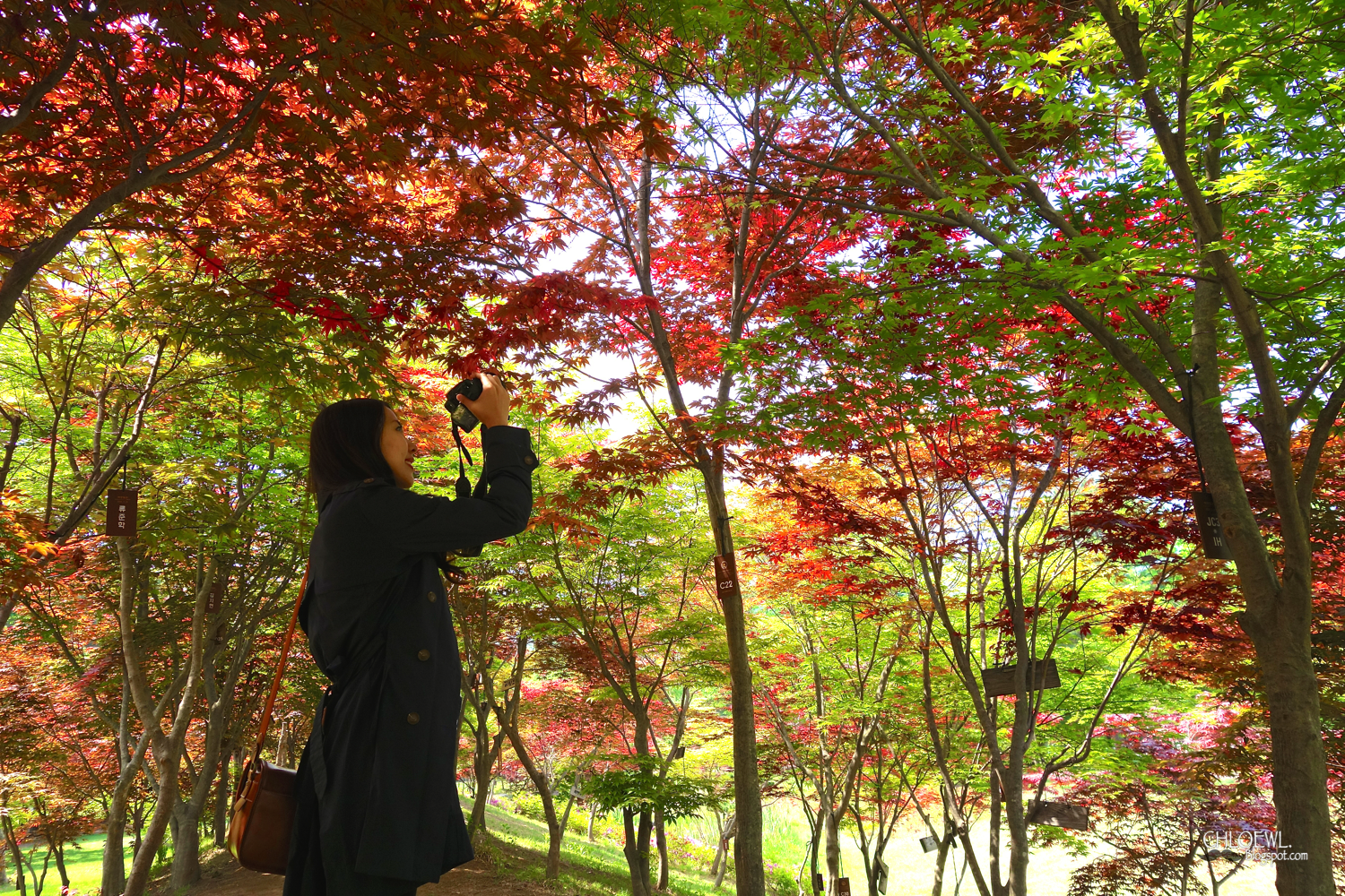 Chloe WL: Spring in Nami Island (남이섬) 2014
