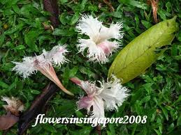 Mak Ngah Pora: Bunga cicar dan bunga dangla