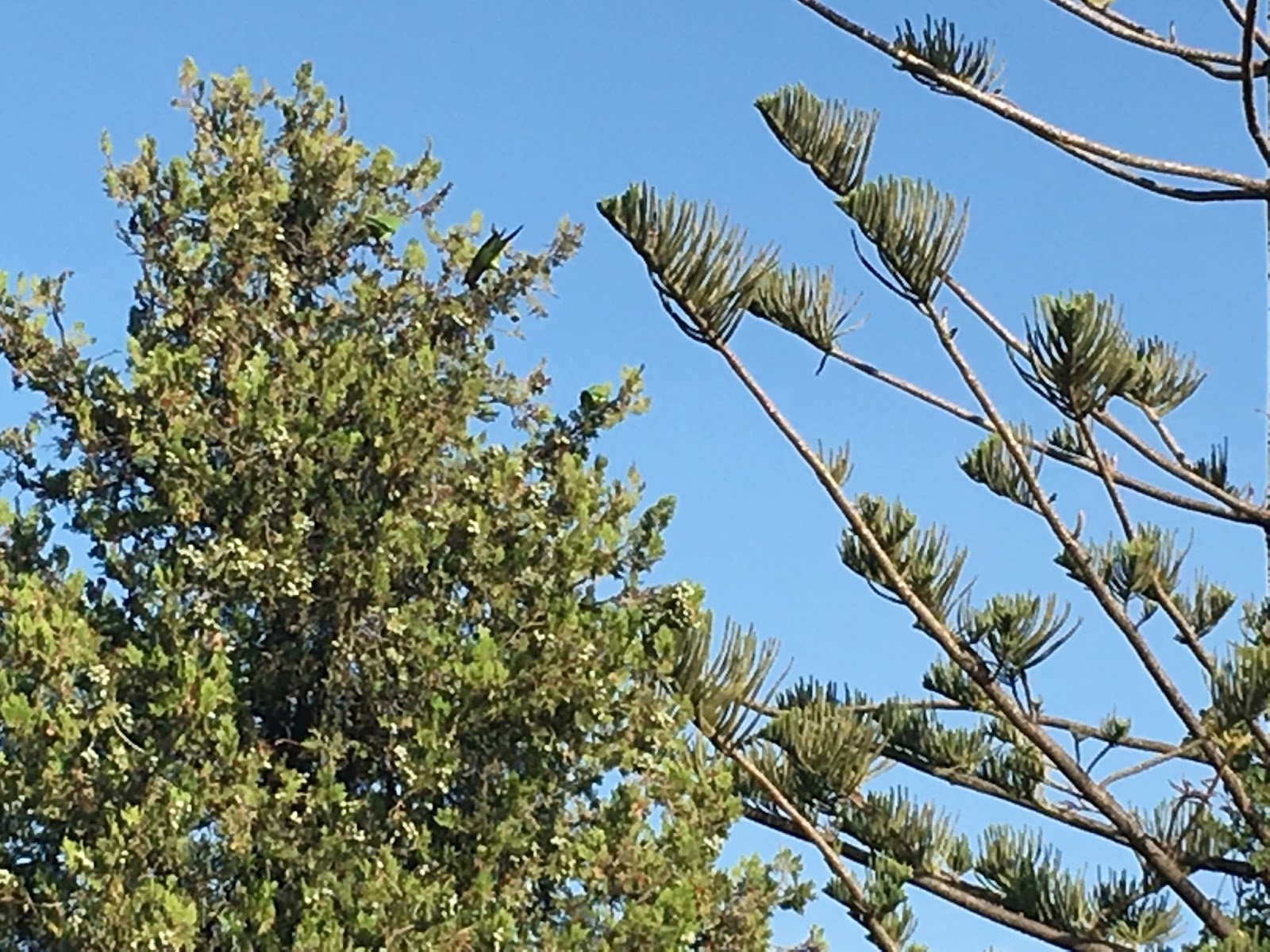 LOS PICHURRIS EN EL RINCÓN DE LA VICTORIA. UN DÍA DE AMISTAD COMPARTIDA ...