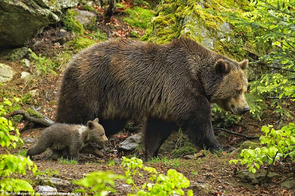 Tierno oso bebé abraza a su madre y le da un beso - Seamos Mas Animales ...