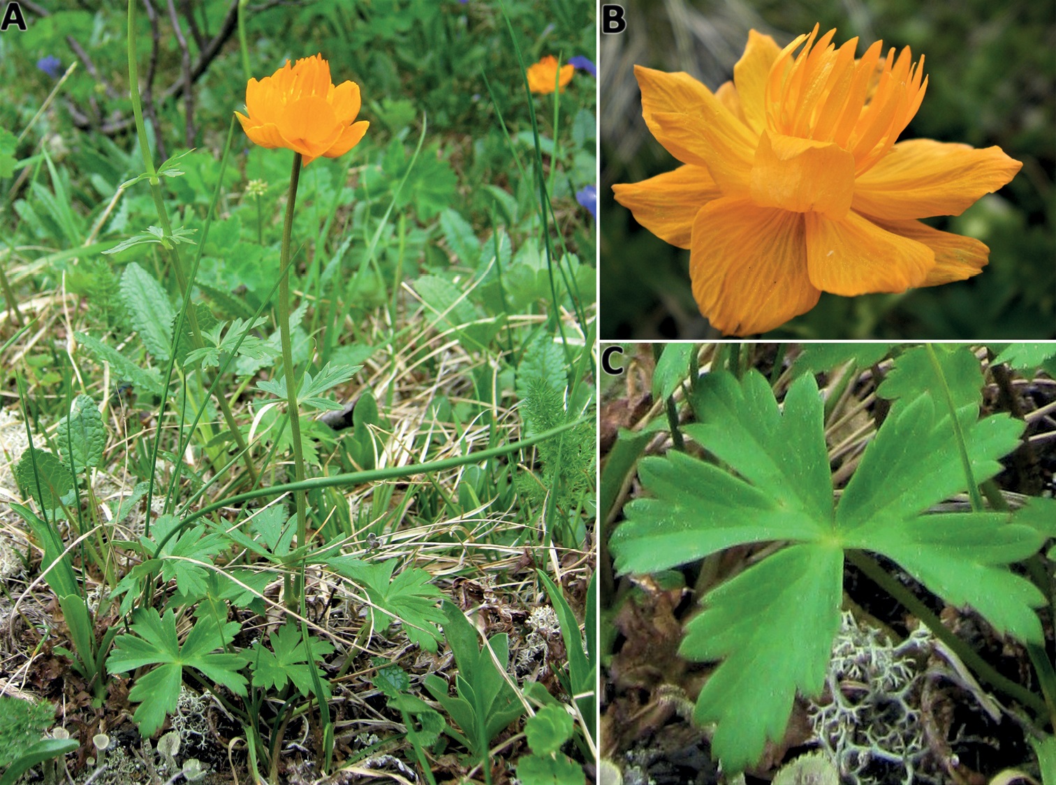 Species New to Science: [Botany • 2019] Trollius austrosibiricus ...