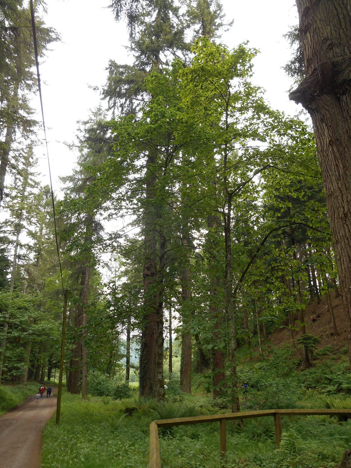 Off the Beaten Track in Somerset: Tenacious Trees: Dunster Douglas, the ...
