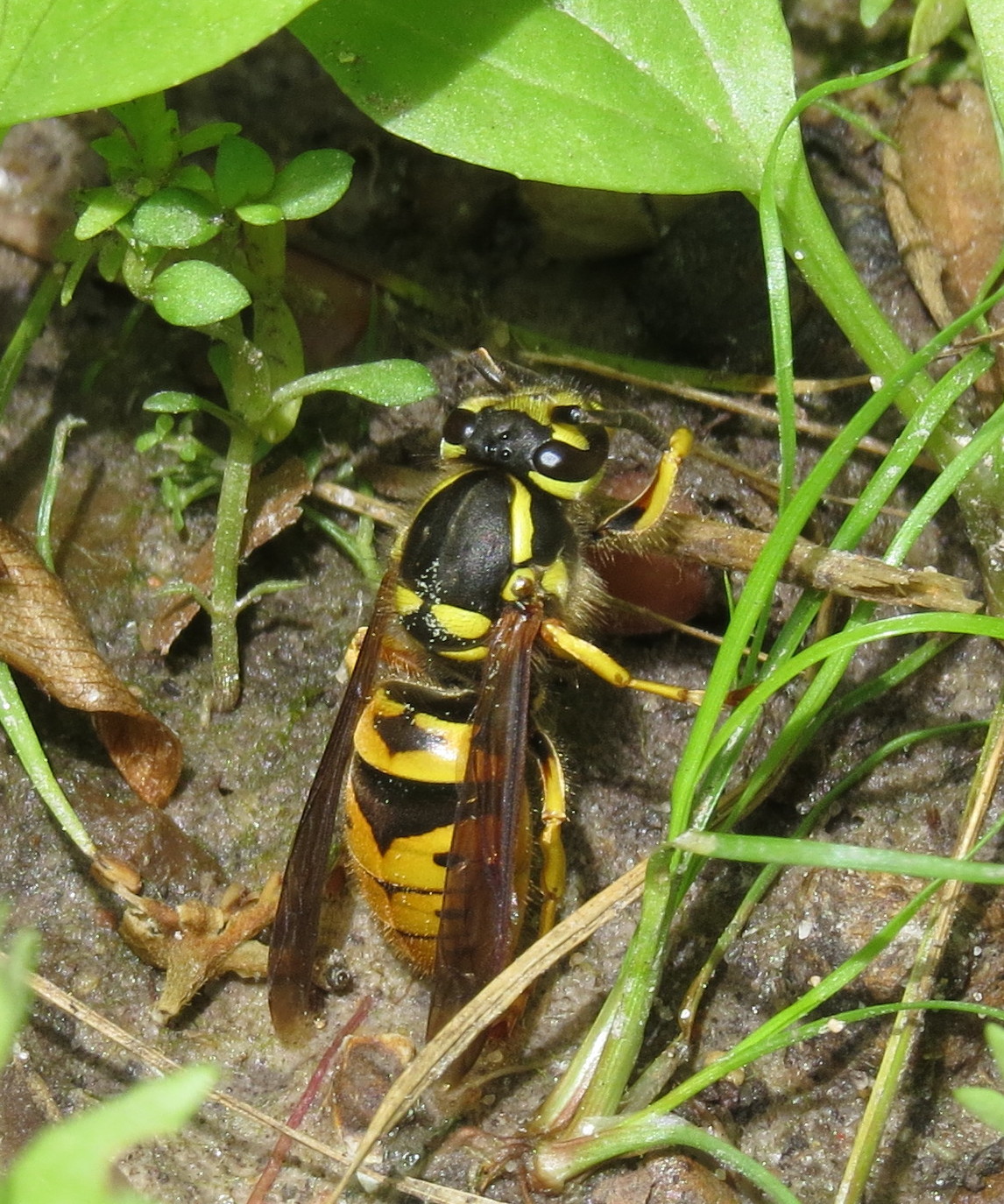 Bug Eric: Eight Illinois Wasp and Bee Mimics in Twenty Minutes