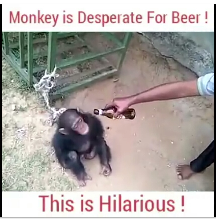 Monkey is desperate for beer and people are not finding funny at all ...