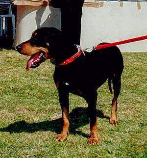 Ελληνικός Ιχνηλάτης (Greek Hound) | Ένας σκύλος για σένα