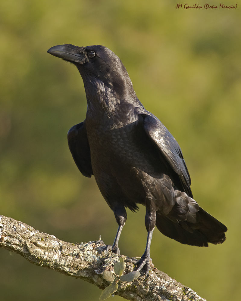 Fotografía de Naturaleza - JM Gavilán: Cuervo común (Corvus corax)
