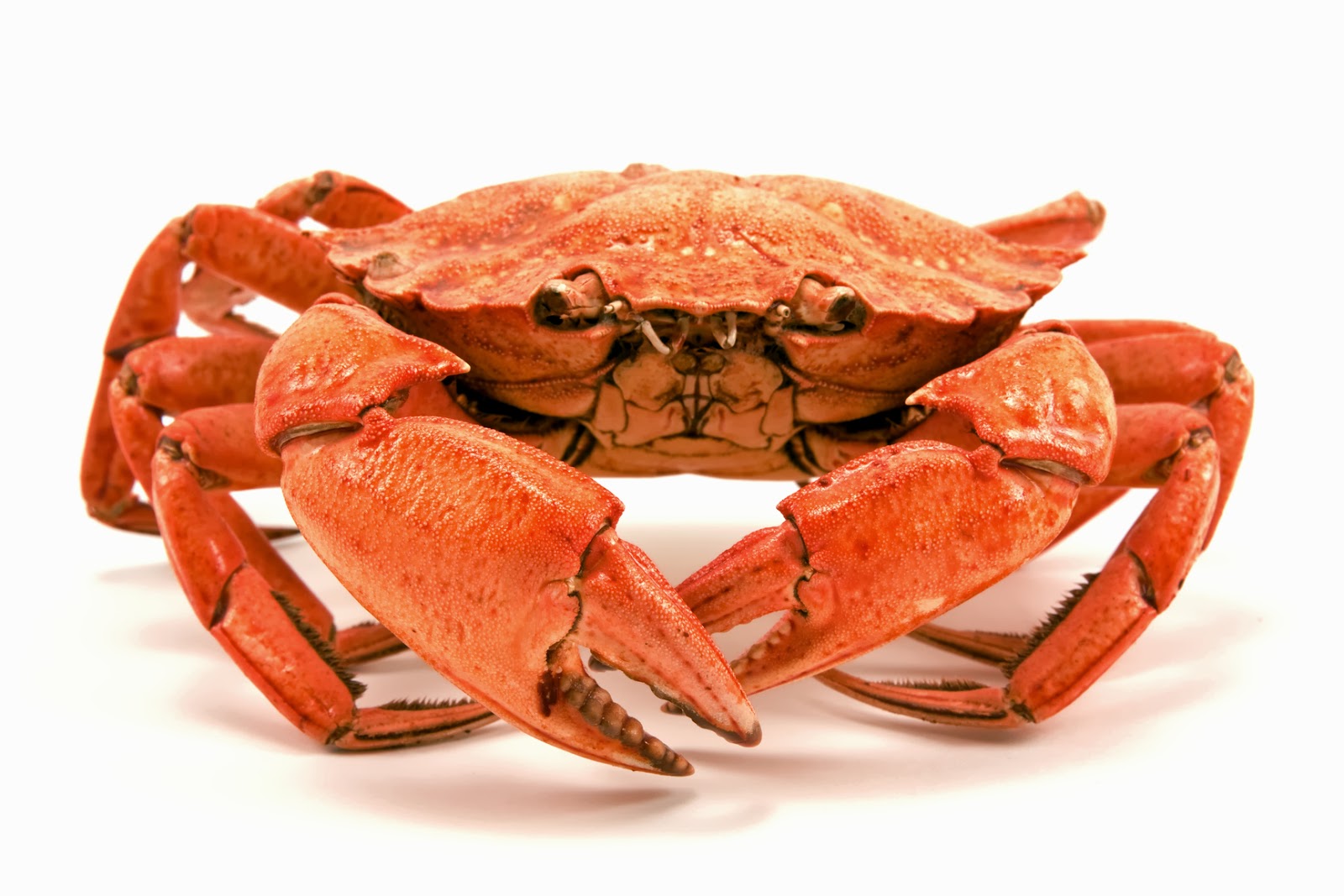 RESEARCH & DESIGN : CRU.: การออกแบบเก้าอี้ : Crab Chair