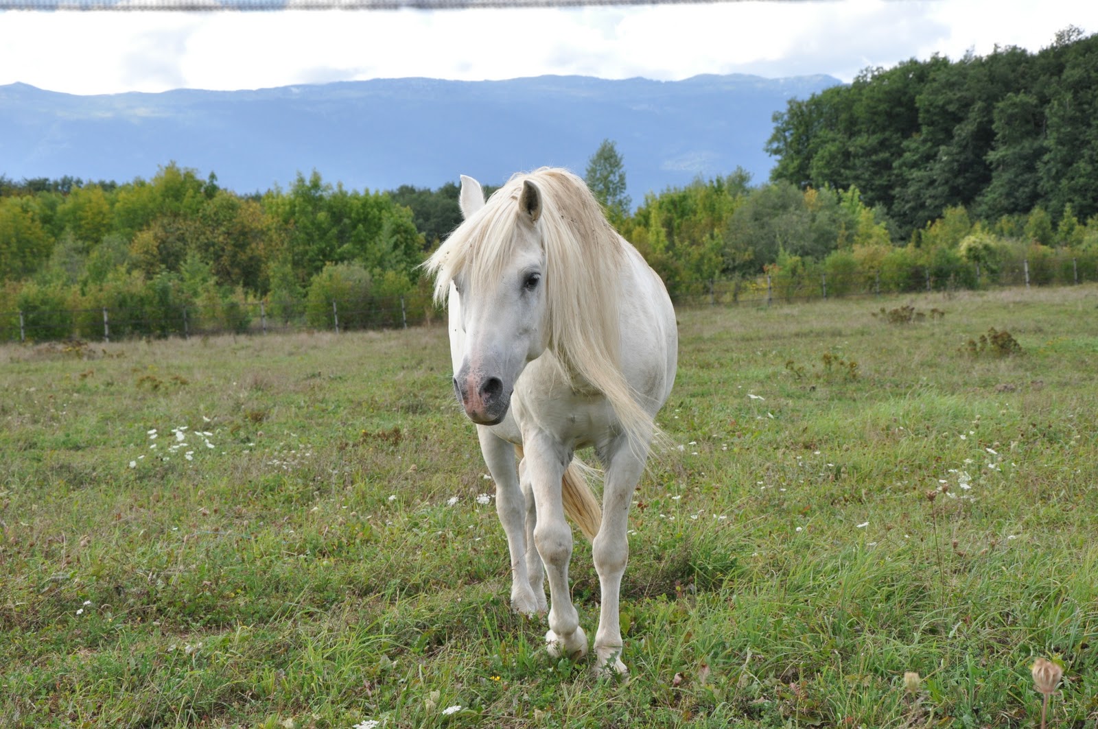 LE MAXIMUM: Cheval blanc - photos gratuites